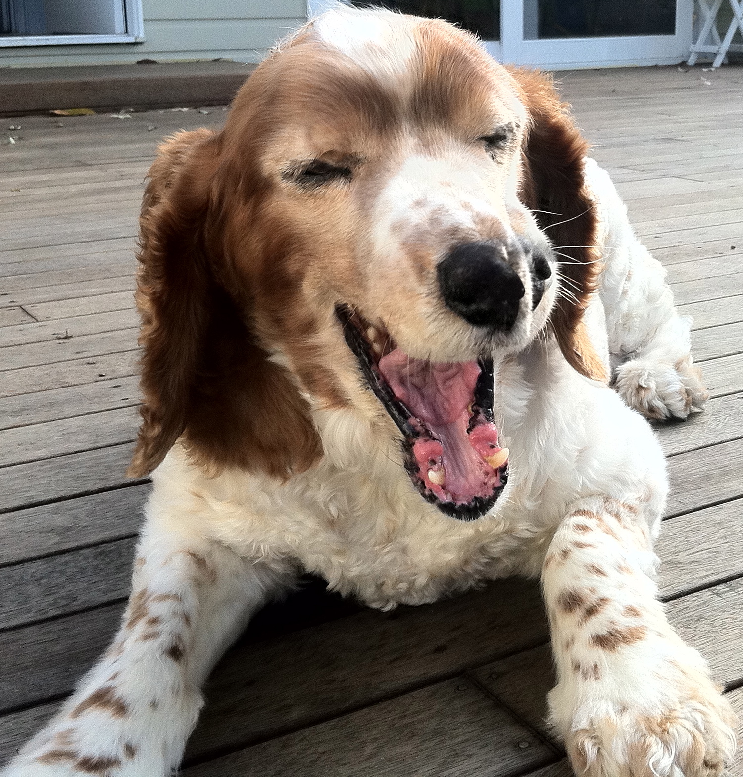 The Day my Dog became a Triangle